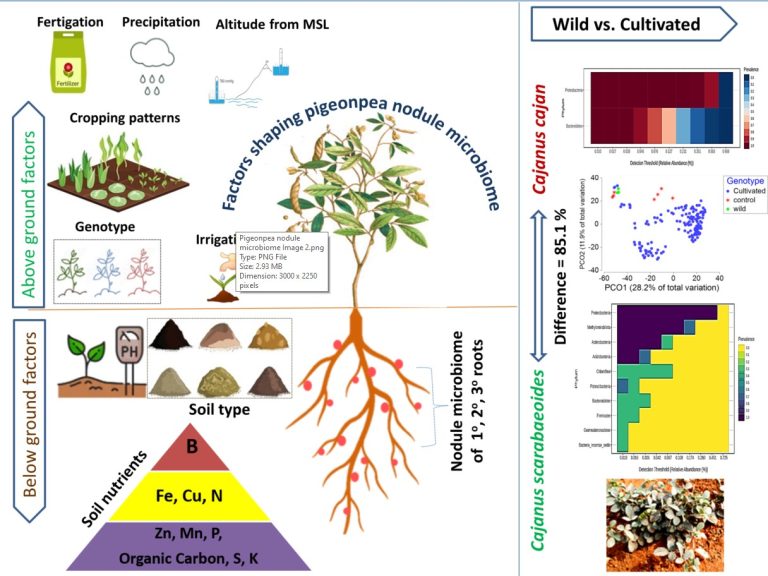 Unraveling the Root Nodule Microbiome of Red Gram