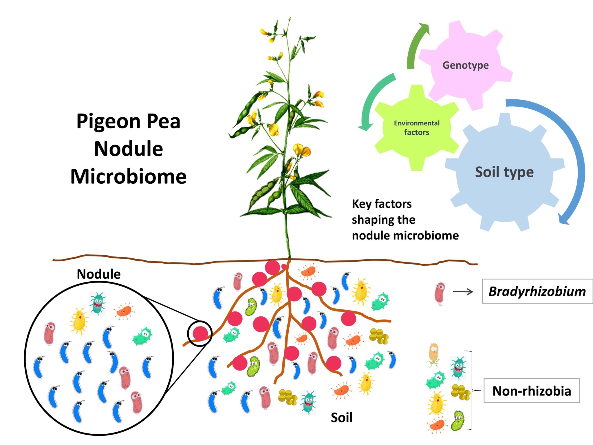 Unraveling the Root Nodule Microbiome of Red Gram